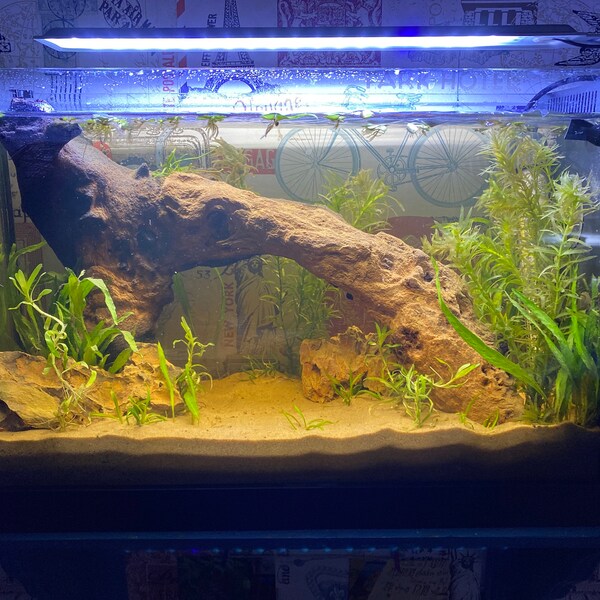 Easy Live Aquarium Plant Pack Aquatic Tropical Fish Moss Crypt Rotala ...