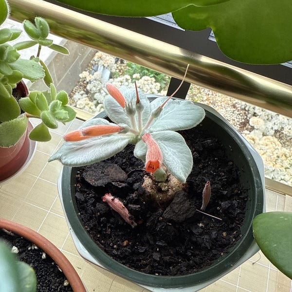 Rare Sansevieria Mini Boncel Succulent - Limited Supply 2" - Etsy