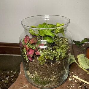 2 Assorted Selaginella Moss 6 Pack - Etsy