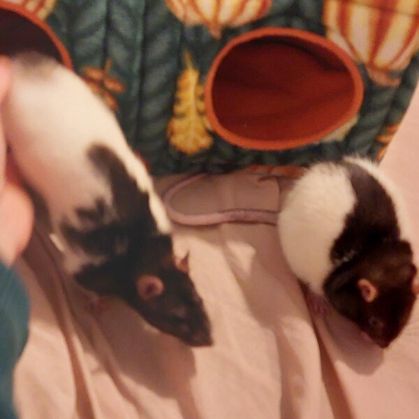 Guinea Pig Tunnel - Guinea Pig Accessories Colorful Guinea Pig Play ...