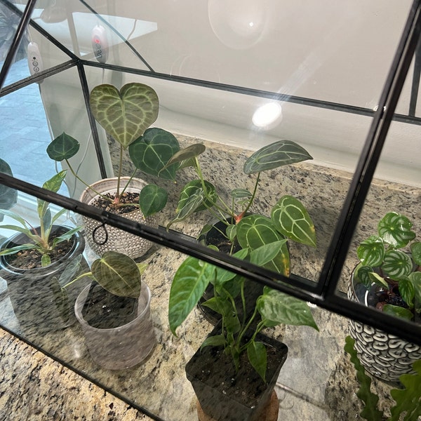 UB Extra Large Terrarium, Glass and Steel, Perfect For: Indoor Garden ...