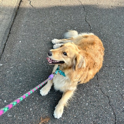 Adopt Old Dogs Weather-resistant Sticker, Dog Adoption Decal, Dog Lover ...