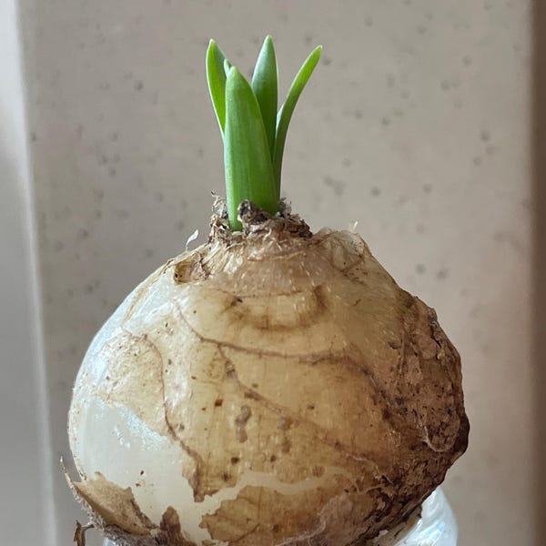 Rare Succulents Albuca Concordiana bulb Only, 0.51 - Etsy