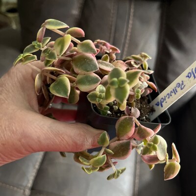 Begonia monica - Etsy