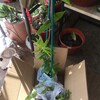 3x Blue Flowering Salvia African Sky Plug Plants, Ornamental Sage ...