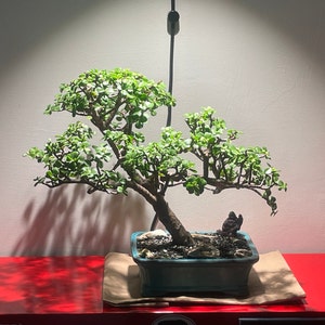 Purple Trumpet Bonsai Tree inner Feeling Collection From Cute Little ...