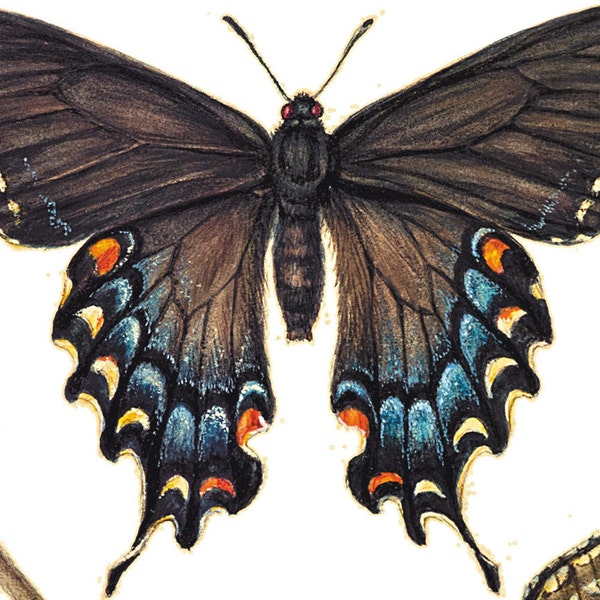 Royal Butterfly Digital Scrapbooking Kit, Digital Paper Ephemera and ...