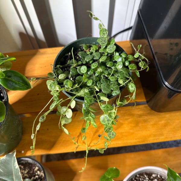 Philodendron Birkin Galaxy Starter Plant (ALL STARTER PLANTS Require ...