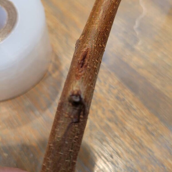 10 MARS GRAPE Cutting / Fruit Tree Scion / Scionwood / Wood / Rooting ...