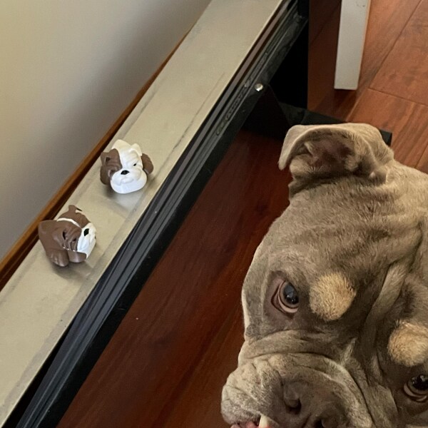 Cyclops Duck - Jeep Ducking Character for Collectors - PVC Free, Unisex ...