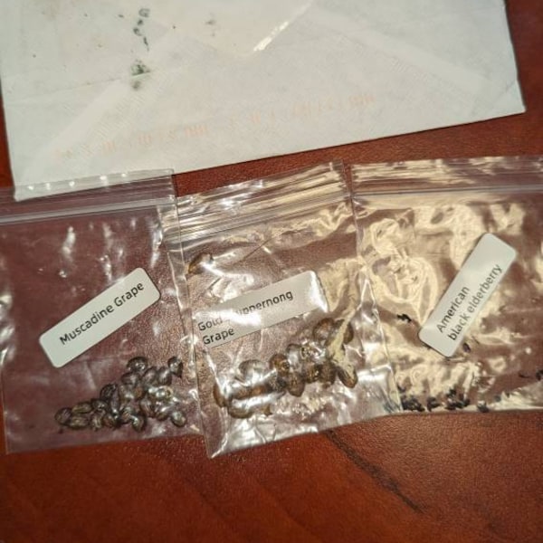 20 Seeds Common Barberry Bush - Berberis Vulgaris - Edible Berries - Etsy