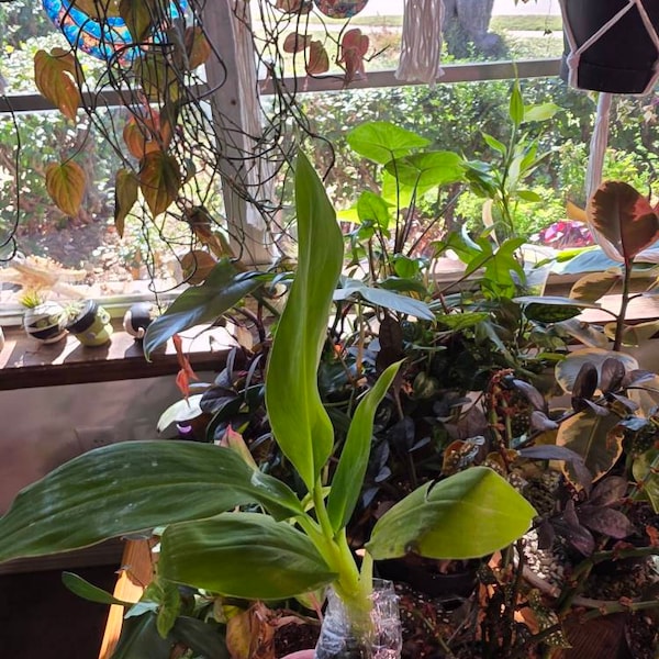 Spanish Needle Seeds - Etsy