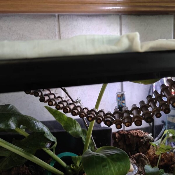 Bamboo Bridge - 2.5" Width - (perfect for Young Crested Geckos, Tree ...