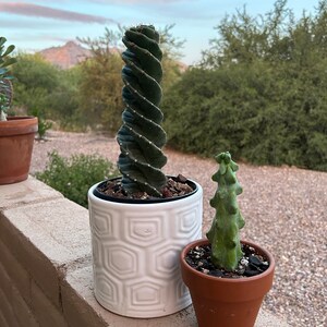 Spiral Cactus Cereus Forbesii 'spiralis' Twisted - Etsy