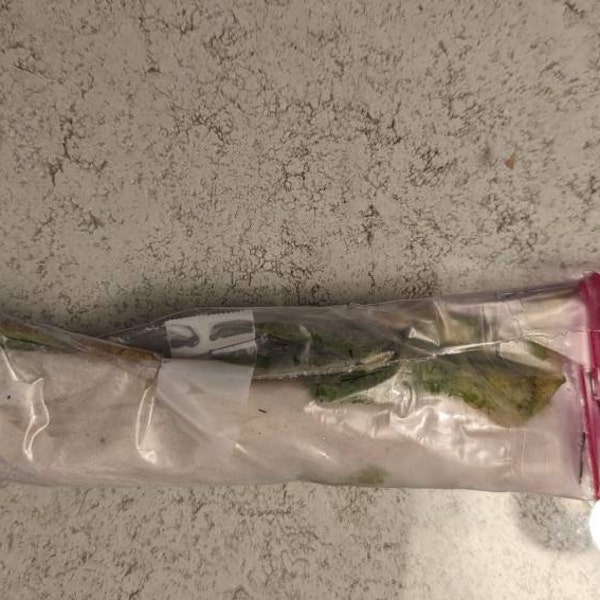 25 Four O'clock 'salmon Sunset' Mirabilis Jalapa Seeds "salmon Pink ...