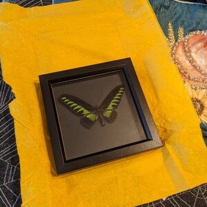 Black Deep Shadow Box Display Frame Ornate Baroque Style Corners Box ...