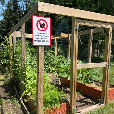 Virgin Chicken Chicken Photo & Frame - Etsy