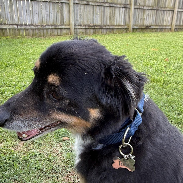 Lightweight Cuban Link Dog Necklace for Dog, Chain Dog Collar Gold ...