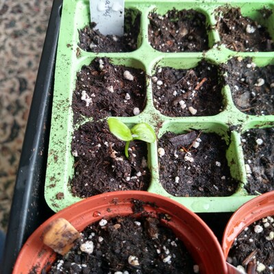 Firewheel Tree, Stenocarpus Sinuatus, 10 Seeds, Orange Pinwheel Flowers ...