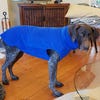 Dog Fleece Polo PDF Sewing Pattern Sizes XXS to 3XL 8 Sizes Instant ...