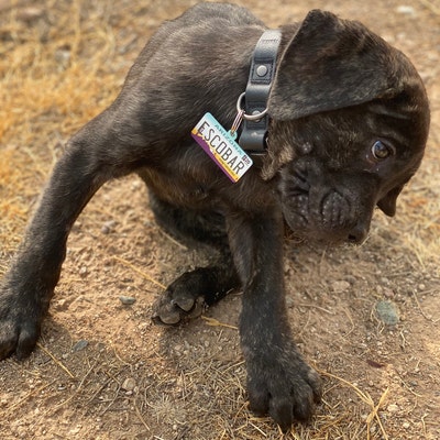 Arizona License Plate Custom Pet ID Tag Dog ID Tag Personalized Pet ID ...