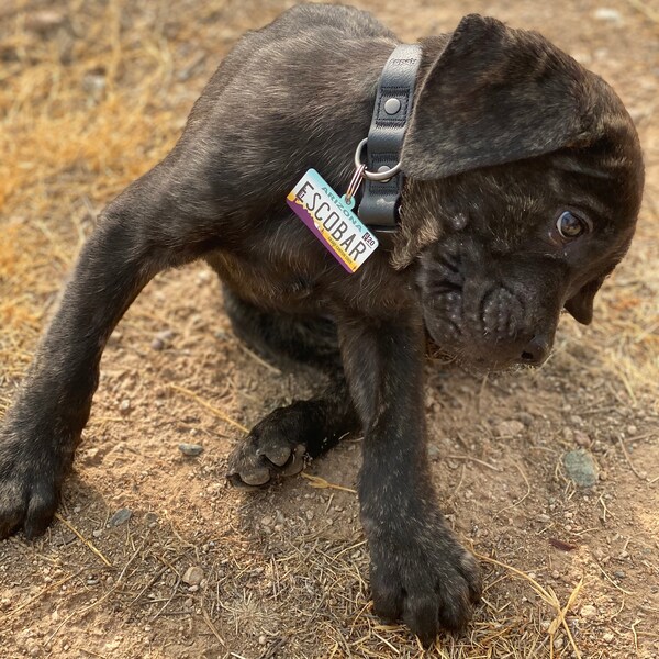 Arizona License Plate Custom Pet ID Tag - Dog ID Tag - Personalized Pet ...