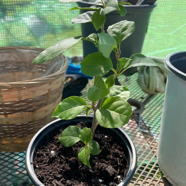 Shooting Star Tree AKA Starburst Tree Clerodendrum Quadriloculare Small ...