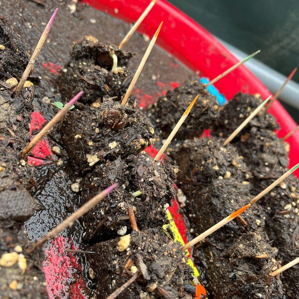 Palo Verde Tree, Cercidium Floridium, Showy Tree, Yellow Desert Bloomer ...
