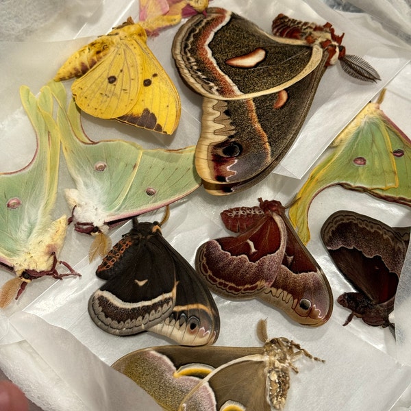 3 PRACTICE Grade Specimens of LUNA Moth Actias Luna - Etsy