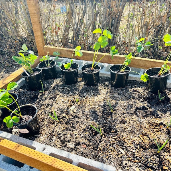 Santiam Red Gala Apple Tree on M7, Bare Root, Excellent Disease ...