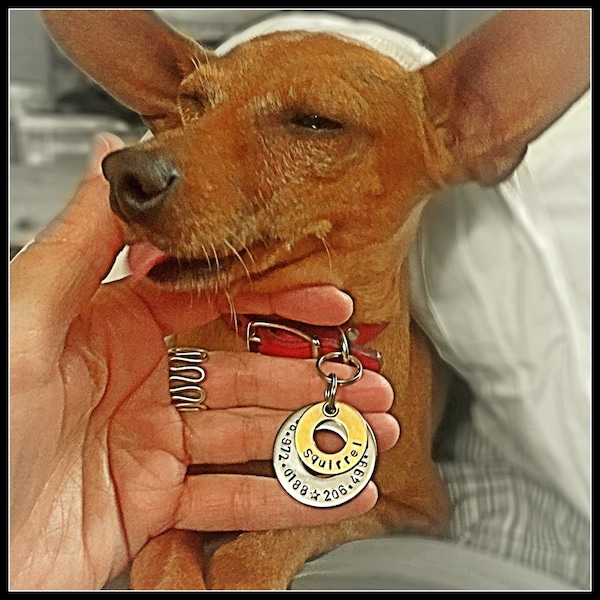 Moon Shadow Rugged Stainless Steel and Brass Dog Tag - Washer Pet ID ...