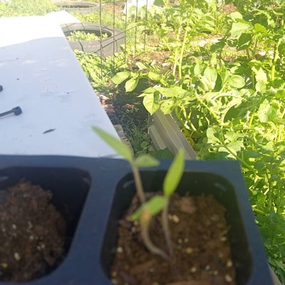 Cucamelon Seeds Heirloom, Open Pollinated, Non GMO Grow Indoors ...