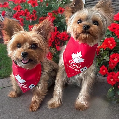 Cincinnati Reds Bandana / Cincinnati Reds / Dog Cat Bandana / Pet ...