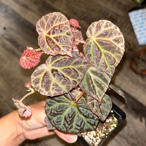 Begonia Baik X Begonia Ocellata Hybrid - Etsy