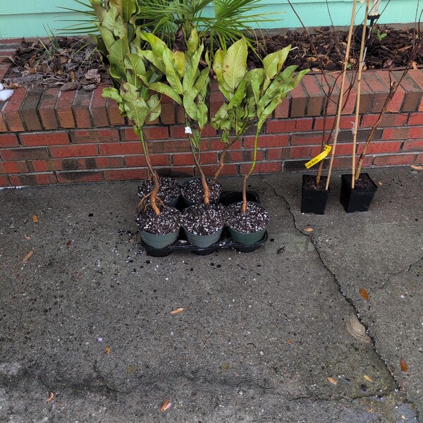 2 Southern Magnolia Tree Bare-root /magnolia Grandiflora - Etsy