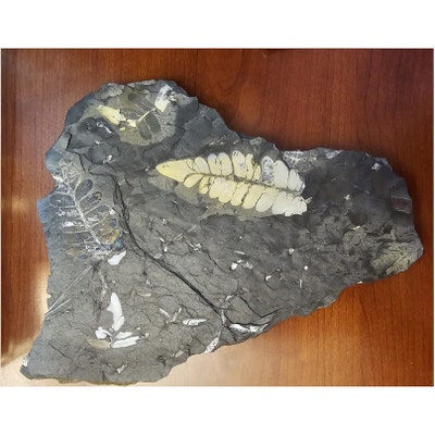 Ancient Paleozoic Era Extinct Tree Fern & Big Leaf Flora Plant Fossil ...