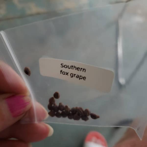 Barberry Bush Seeds: Berberis Vulgaris, Edible Berries - 20 Seeds - Etsy