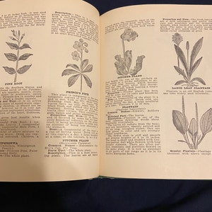 Vintage Red Wing Futura Dinnerware, Tampico Pattern, Mid Century Hand ...