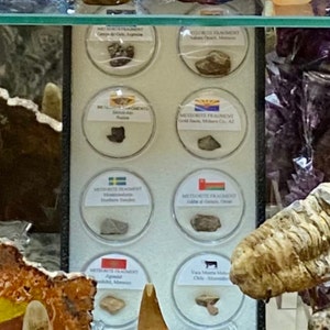 XL 8 Fossil Turtle Shell Hell Creek Formation Montana | Etsy