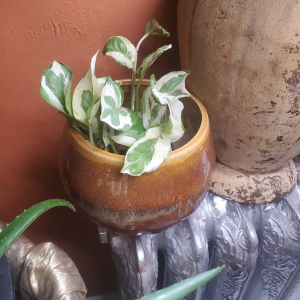 Elliot Planter Speckled Ombré Ceramic Pot in Multiple Sizes - Etsy
