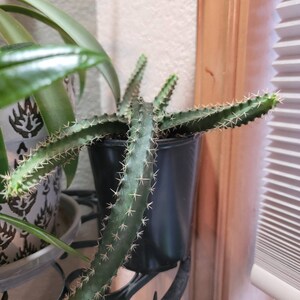 Aloe White Fox Rare Succulent Live Plant - Etsy