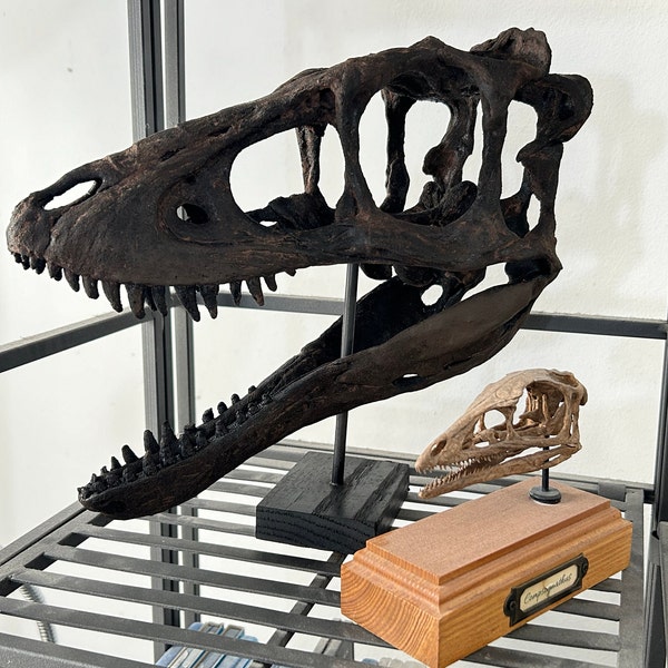 Life Size Utahraptor Skull - Etsy Canada