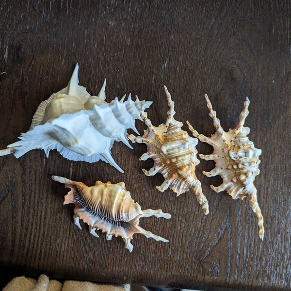 Alabaster Murex Shell 5-6" Natural Specimen Display Coastal Décor White ...