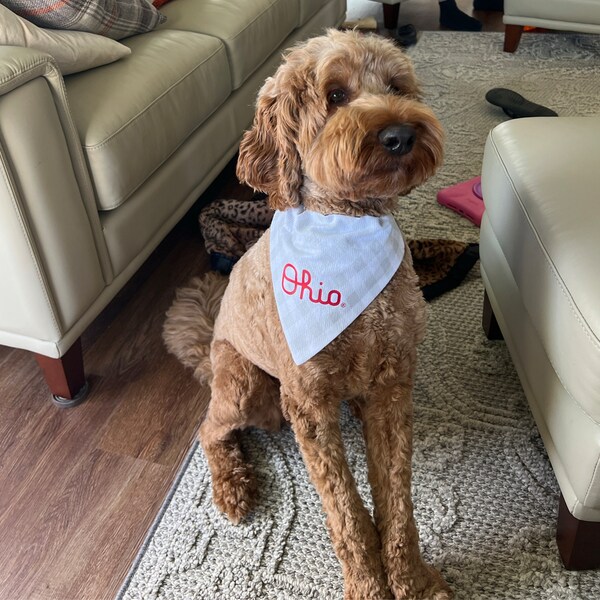 The Ohio State University Brutus Buckeye, Licensed, Over the Collar Dog ...