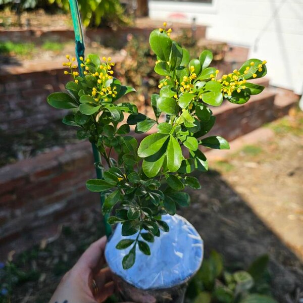 Chinese Perfume Tree, Chinese Rice Flower, in 4" or 6" Pot Aglaia ...