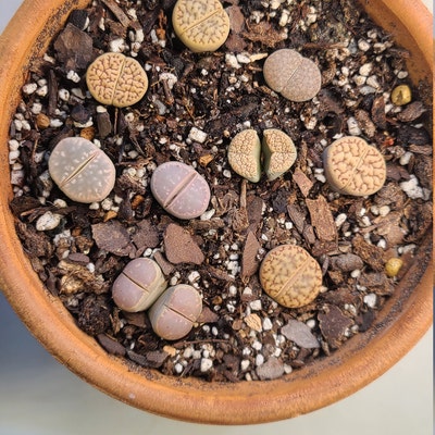 Live Limited Rare Lithops Olivacea C109 / Lithops Olivacea / Exotic ...