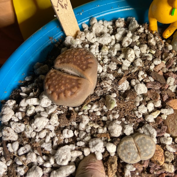 Lithops Rock Succulent Plant One Potted Plant - Etsy