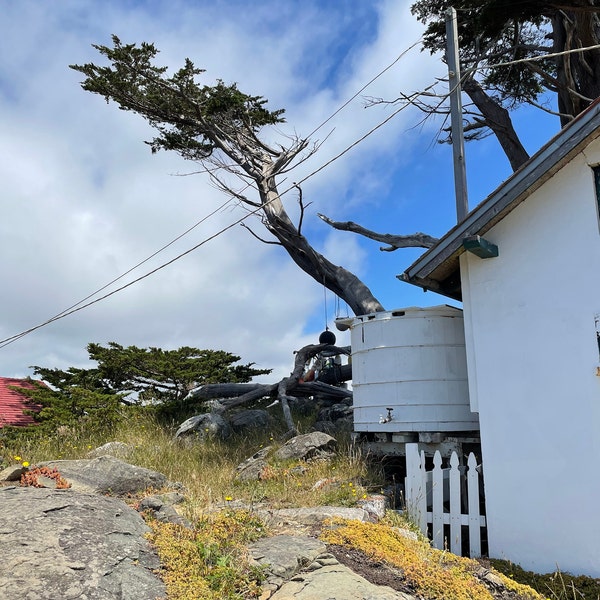 Two Bags- Dark Side of the Moon- 12 Oz. (SAVE ON SHIPPING) Banshee Moon ...