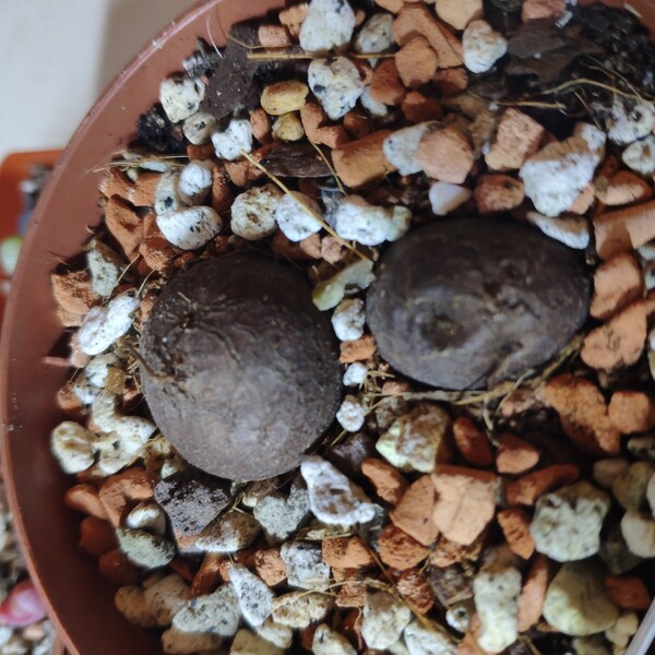 SUNNYPLANTS - Dioscorea Elephantipes, Hottentot Bread, Dioscorea ...
