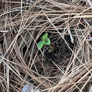 Ranunculus Aviv Rose Buy 4 Get 1 Free - Etsy